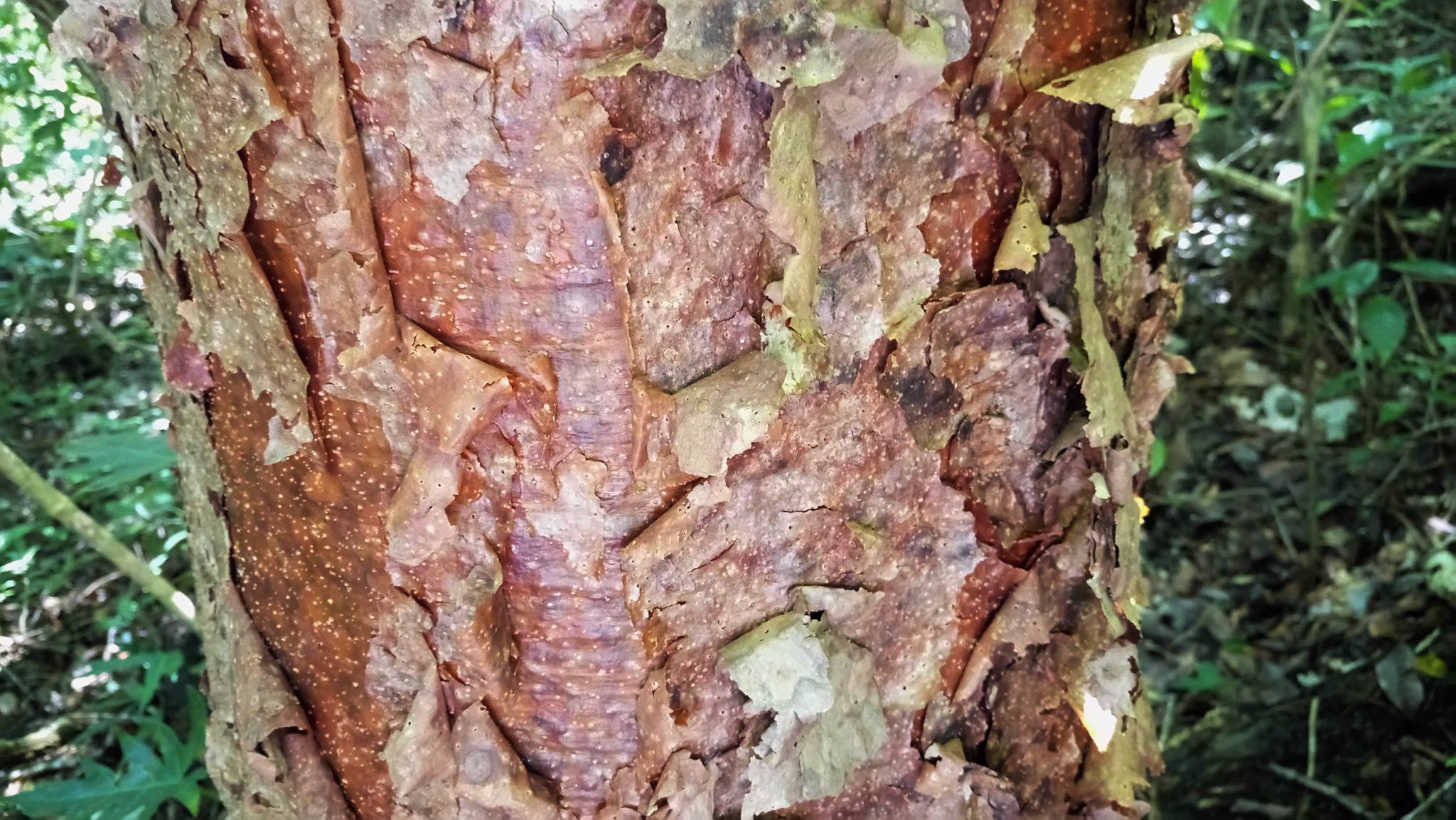 Chechén, el árbol de la dualidad