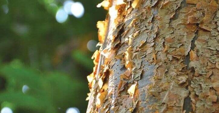 El Chechén, el árbol bueno y hermoso