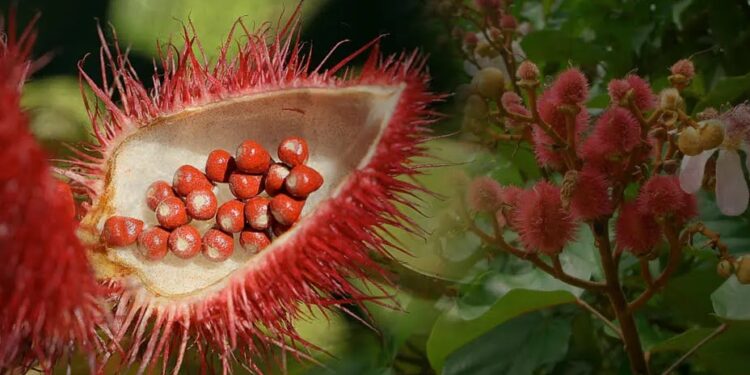 Bixa, planta de achiote con grandes propiedades