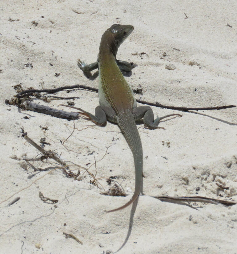 Conoce las especies endémicas de Quintana Roo